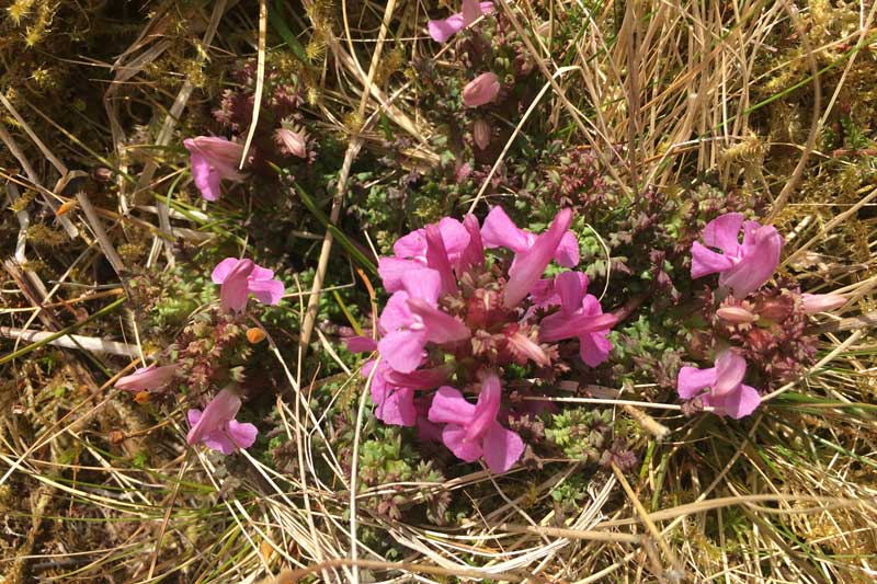 We couldn't have planned 2020 - About Argyll Walking Holidays